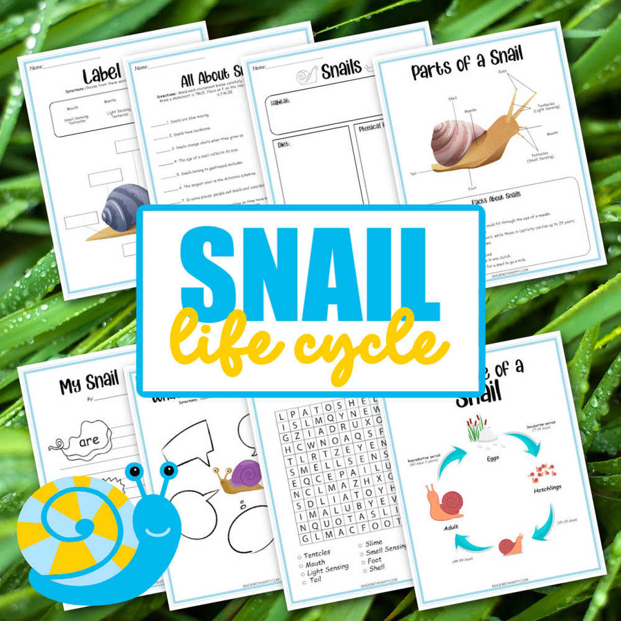 Snail Life Cycle Worksheets – madewithhappy