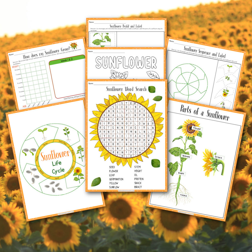 Sunflower Life Cycle Activity Worksheets – madewithhappy