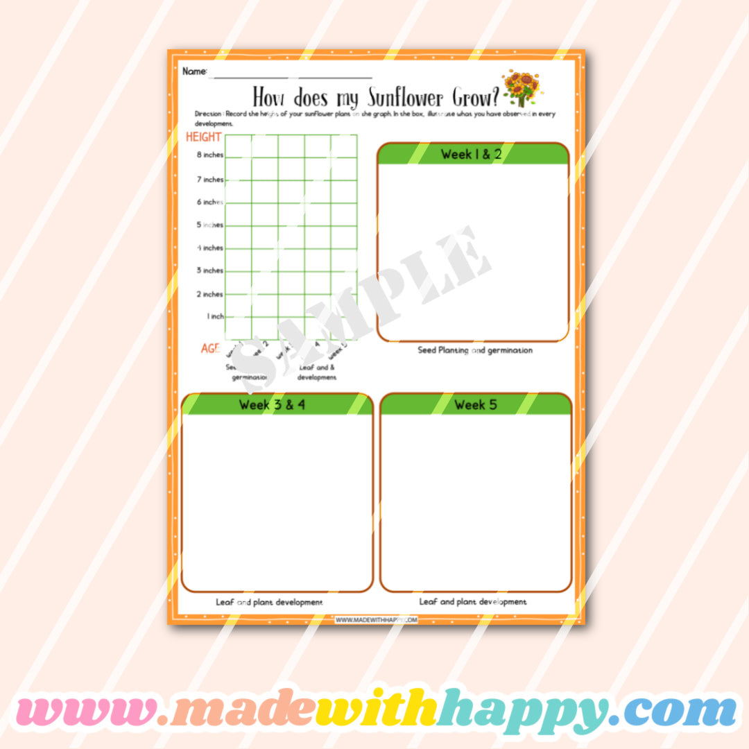 Sunflower Life Cycle Activity Worksheets – madewithhappy